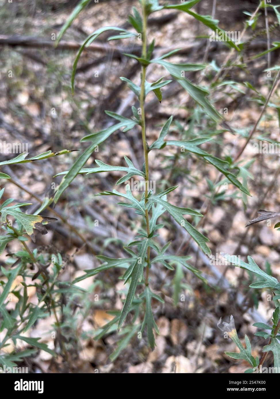 western ragweed (Ambrosia psilostachya Stock Photo - Alamy