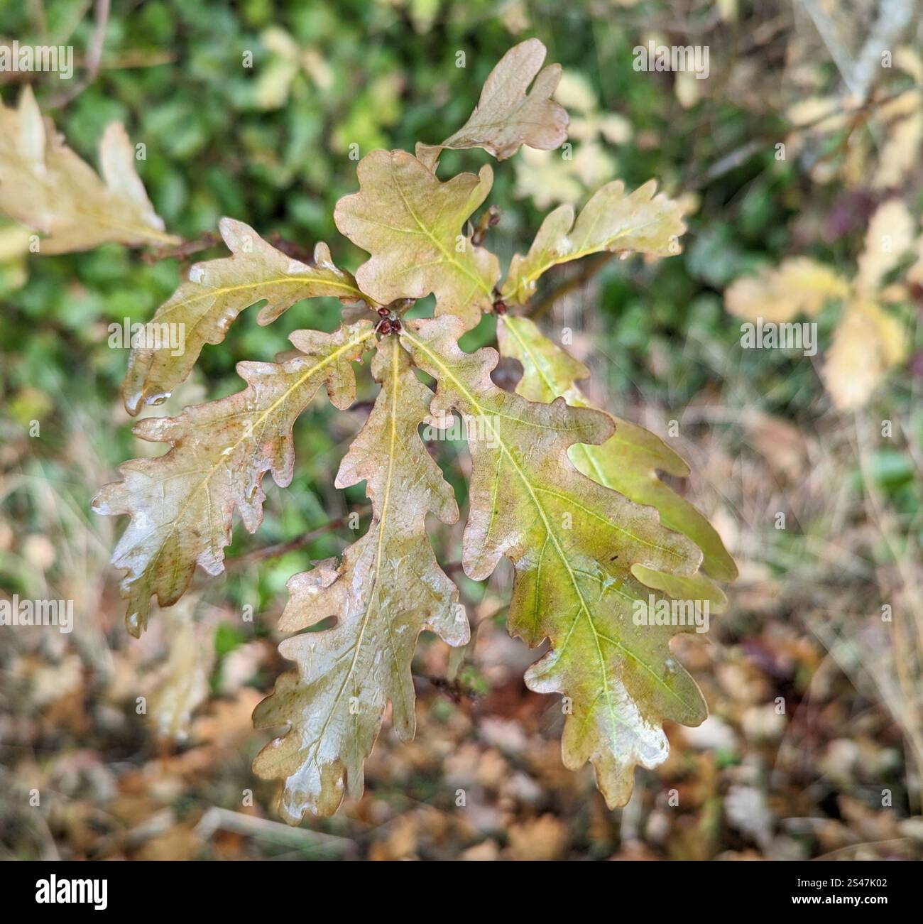 Oregon oak (Quercus garryana Stock Photo - Alamy