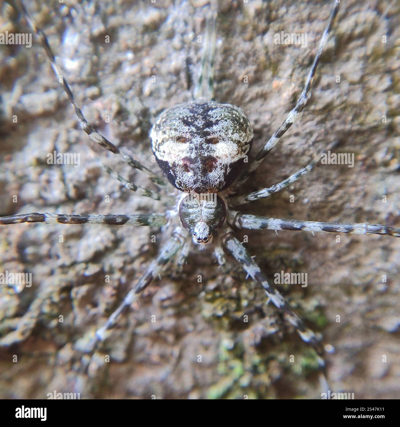 Two-tailed Spiders (Hersiliidae Stock Photo - Alamy