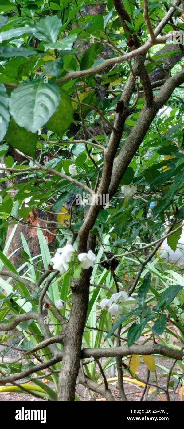 Sayaca Tanager (Thraupis sayaca Stock Photo - Alamy