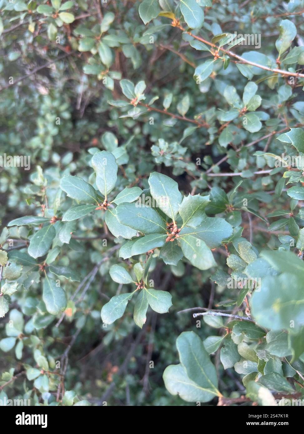 California scrub oak (Quercus berberidifolia Stock Photo - Alamy