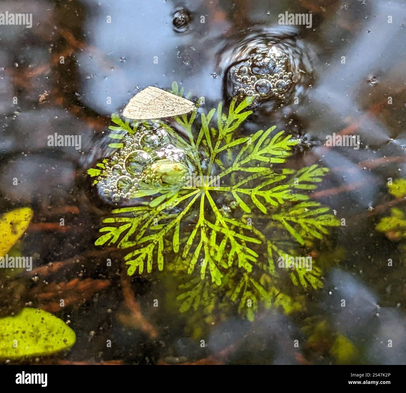 Sessile Marshweed (Limnophila sessiliflora Stock Photo - Alamy