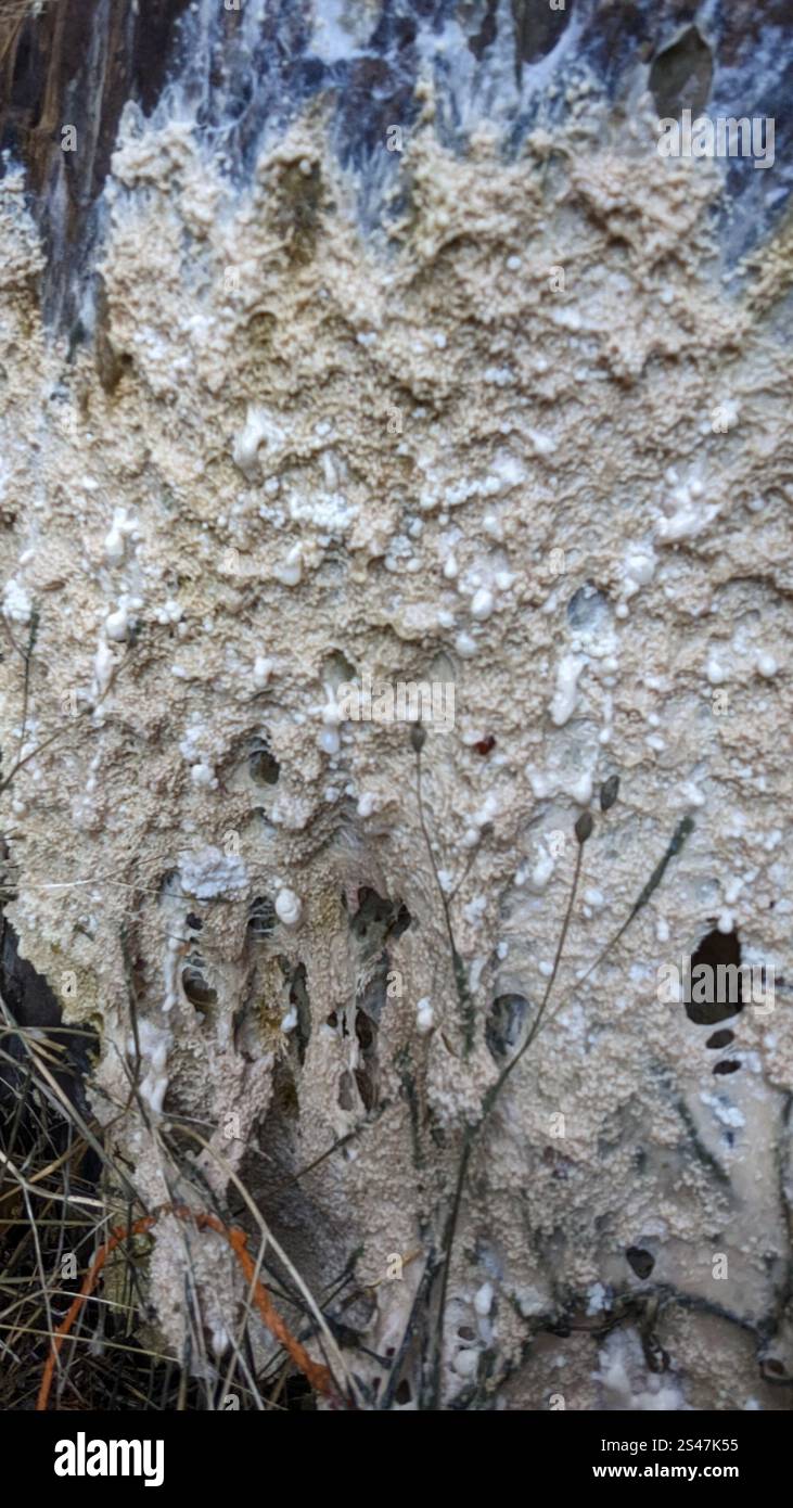 Tapioca Slime Mold (Brefeldia maxima Stock Photo - Alamy
