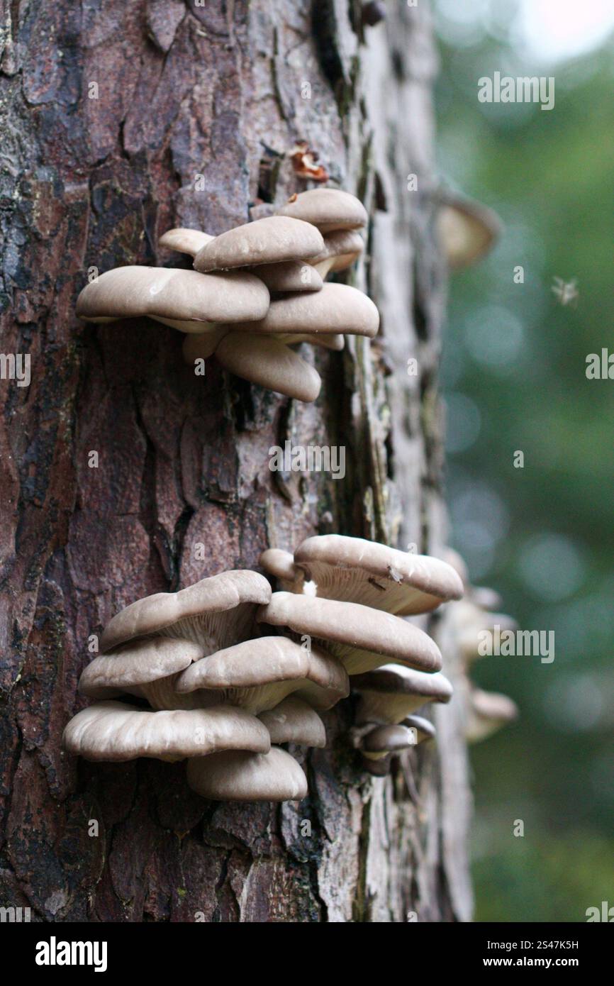 Oyster Mushroom (Pleurotus ostreatus Stock Photo - Alamy