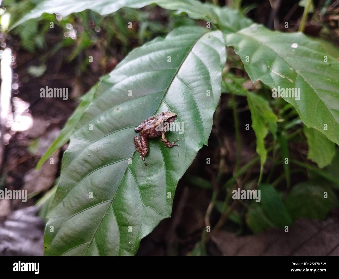 Northern Cordilleras Robber Frog (Pristimantis thectopternus Stock ...