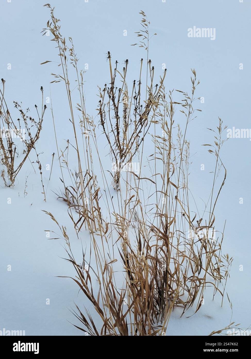 Smooth Brome (Bromus inermis Stock Photo - Alamy