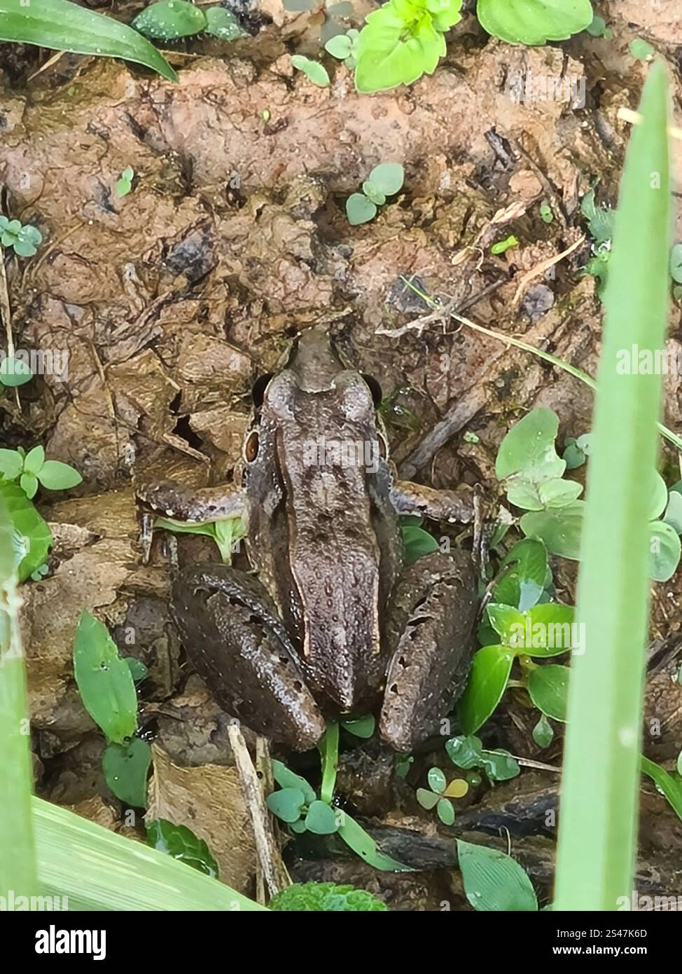 Neotropical Grass Frogs (Leptodactylus Stock Photo - Alamy