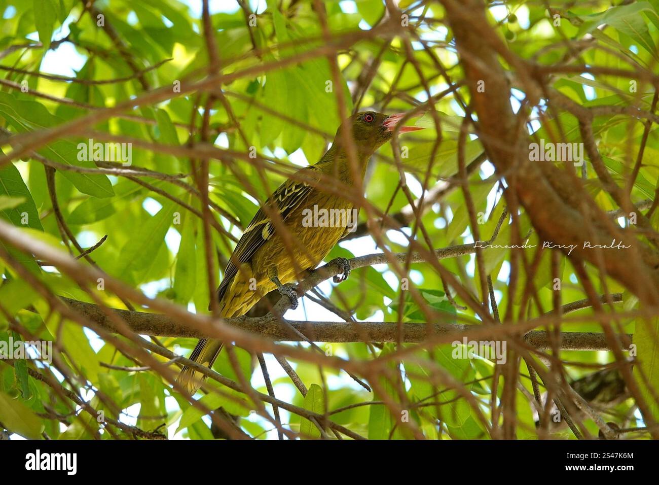 Green Oriole (Oriolus flavocinctus Stock Photo - Alamy