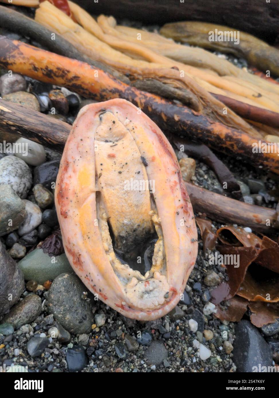 Gumboot Chiton (Cryptochiton stelleri Stock Photo - Alamy