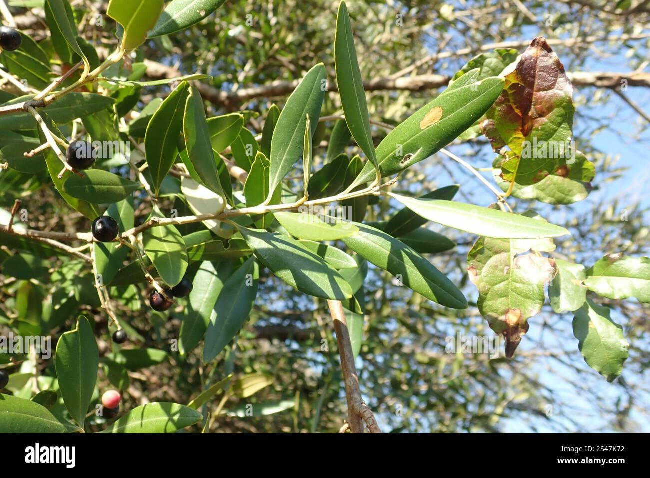 African Olive (Olea europaea africana Stock Photo - Alamy