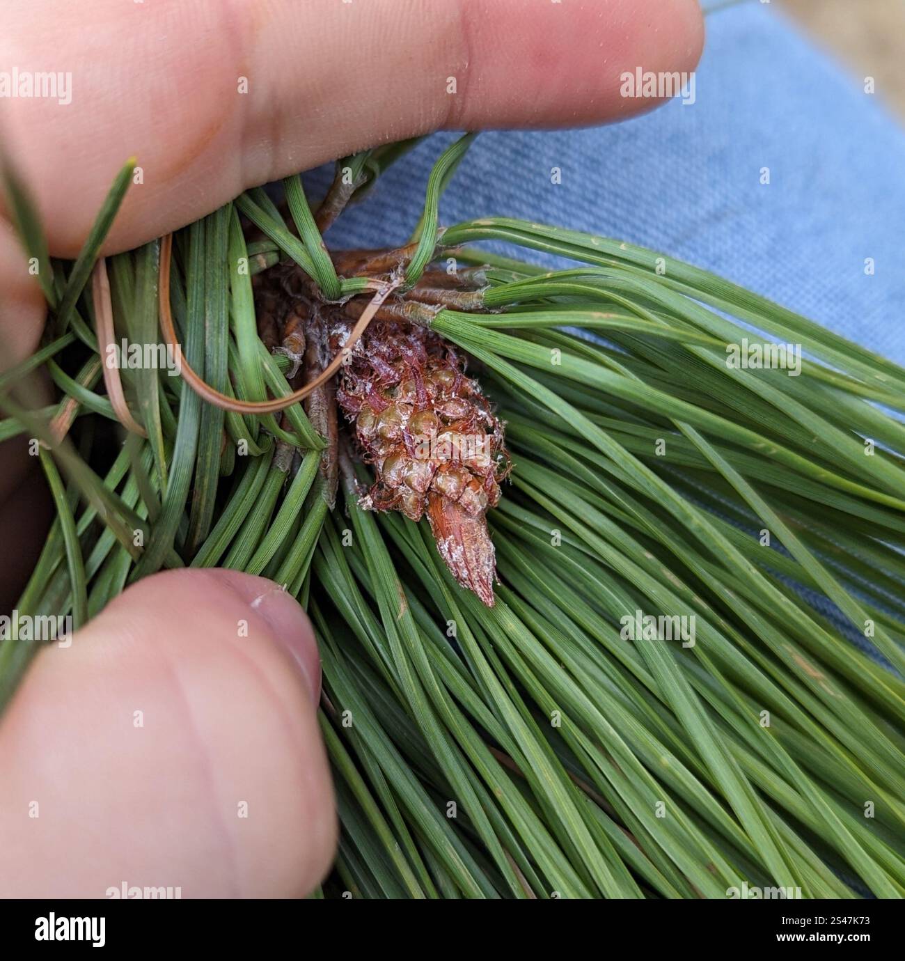 loblolly pine (Pinus taeda Stock Photo - Alamy