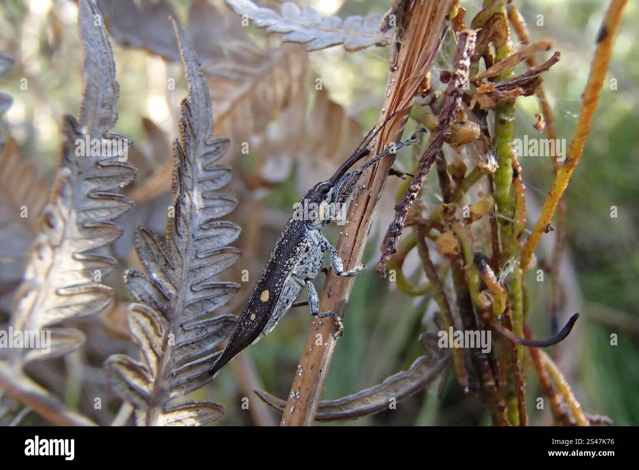 Two-Spotted Weevil (Rhinotia bidentata Stock Photo - Alamy