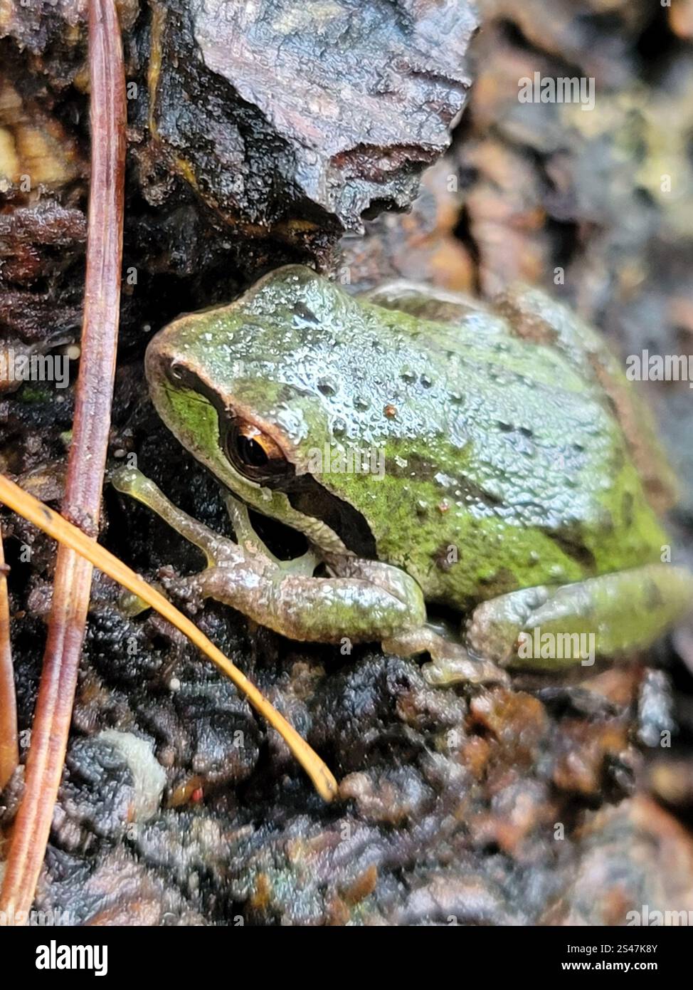 Pacific chorus frog (Pseudacris regilla Stock Photo - Alamy