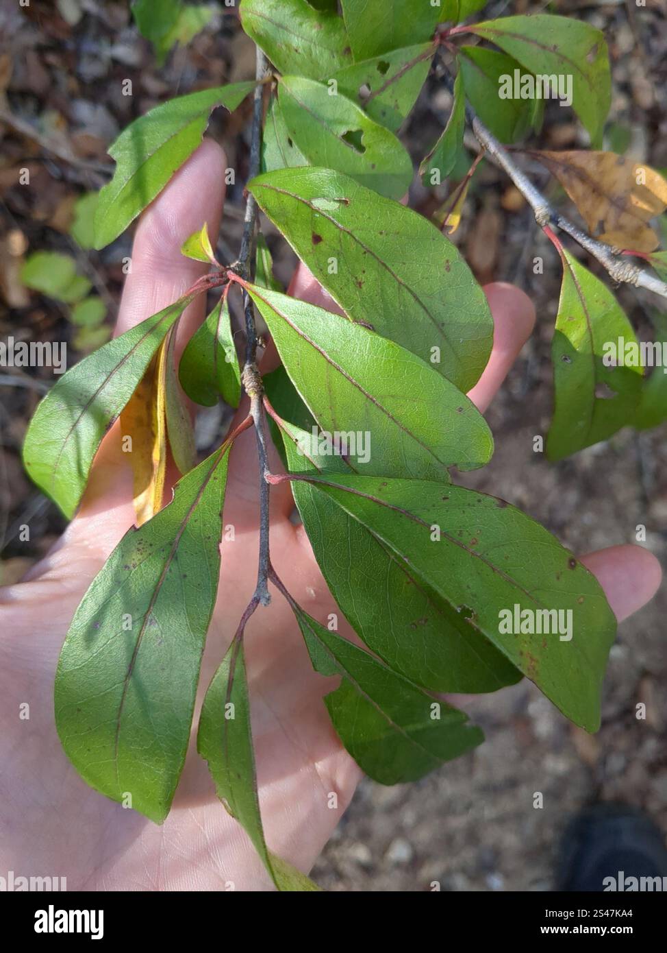 Gum bumelia (Sideroxylon lanuginosum Stock Photo - Alamy