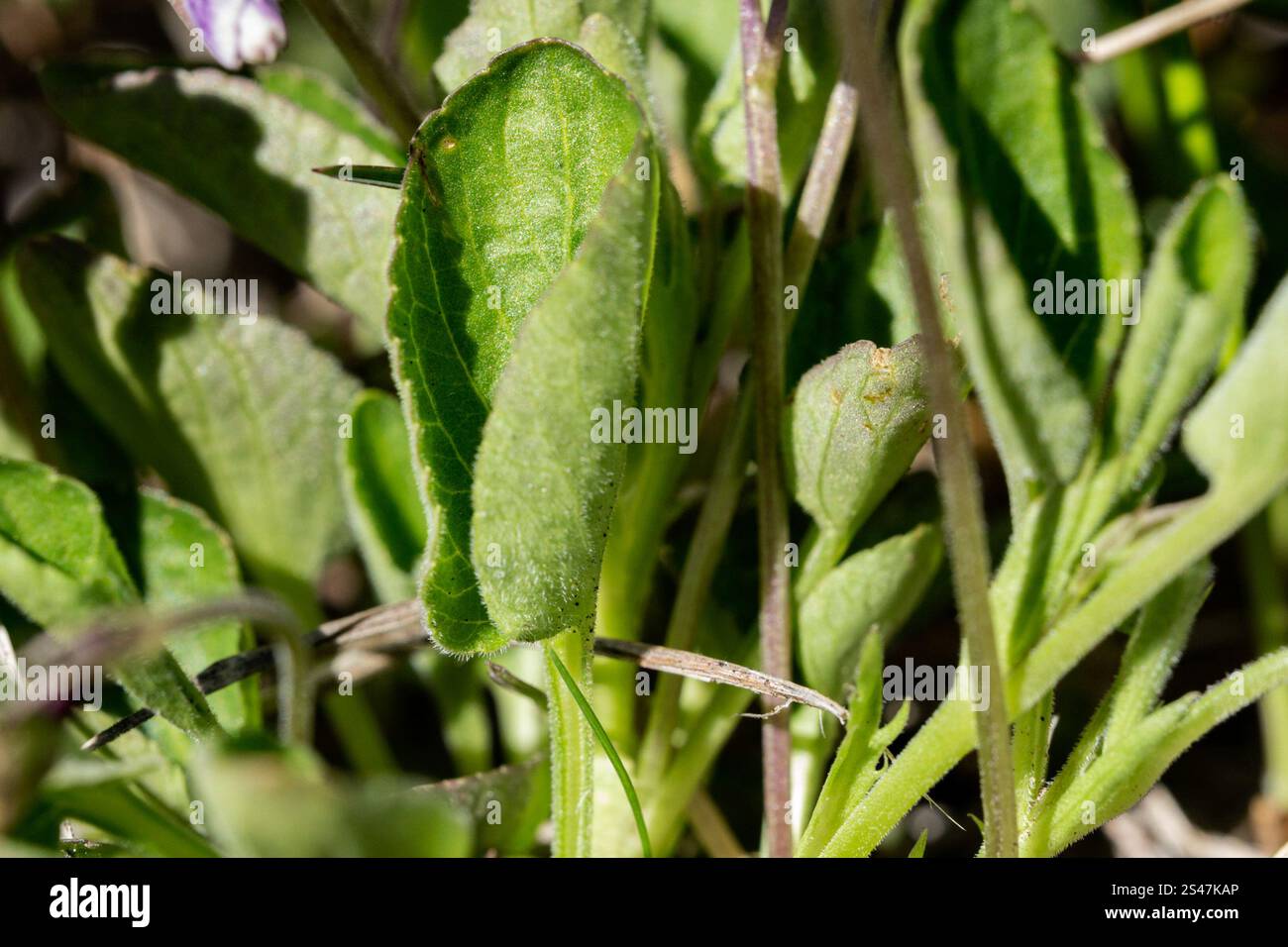 hookedspur violet (Viola adunca Stock Photo - Alamy