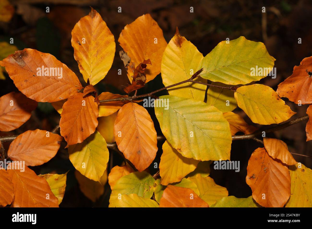 European beech (Fagus sylvatica Stock Photo - Alamy