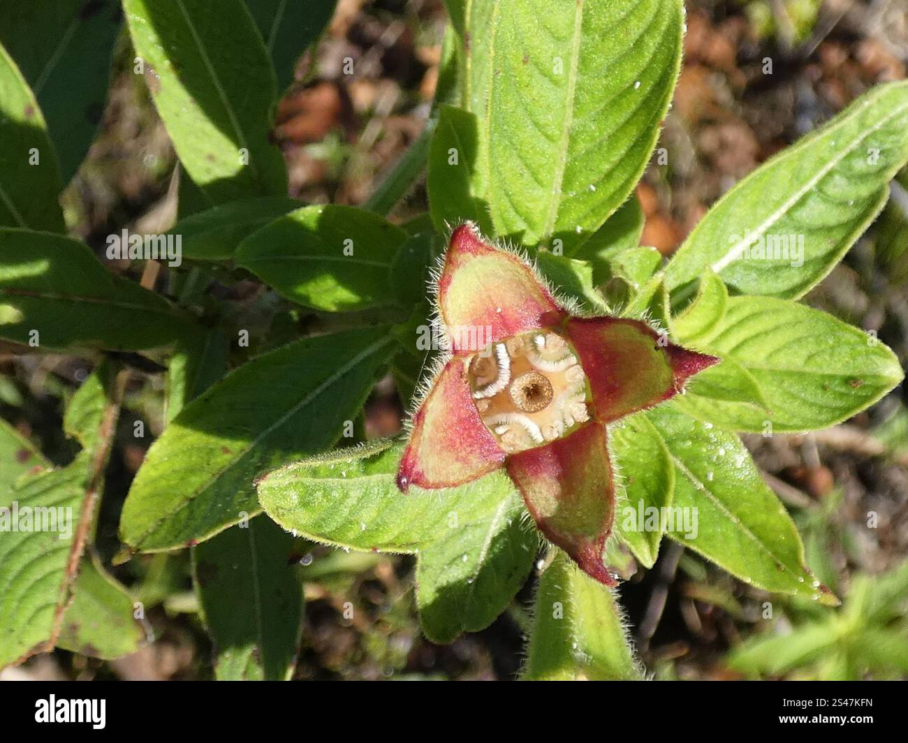 Peruvian primrose-willow (Ludwigia peruviana Stock Photo - Alamy