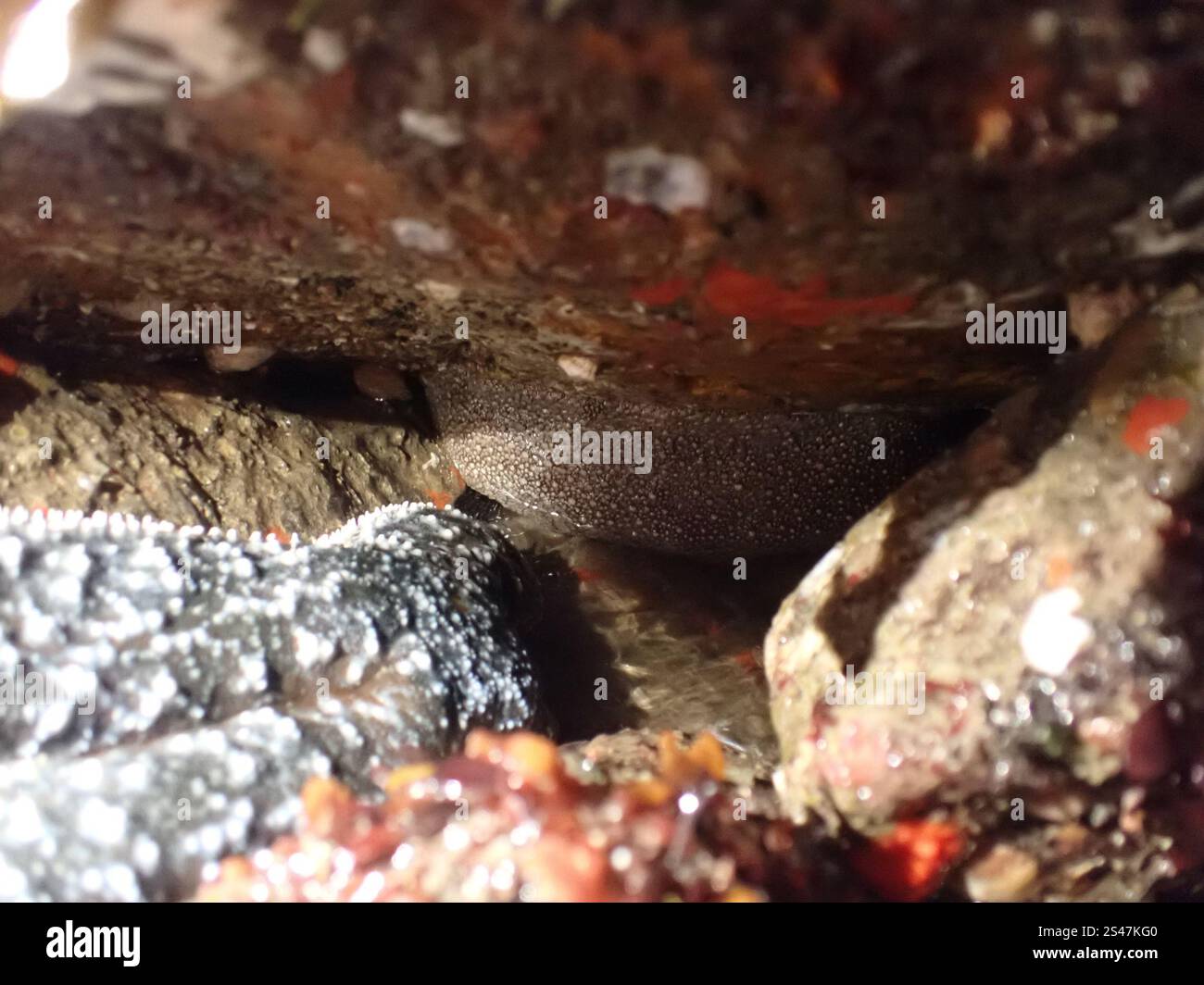 Gumboot Chiton (Cryptochiton stelleri Stock Photo - Alamy