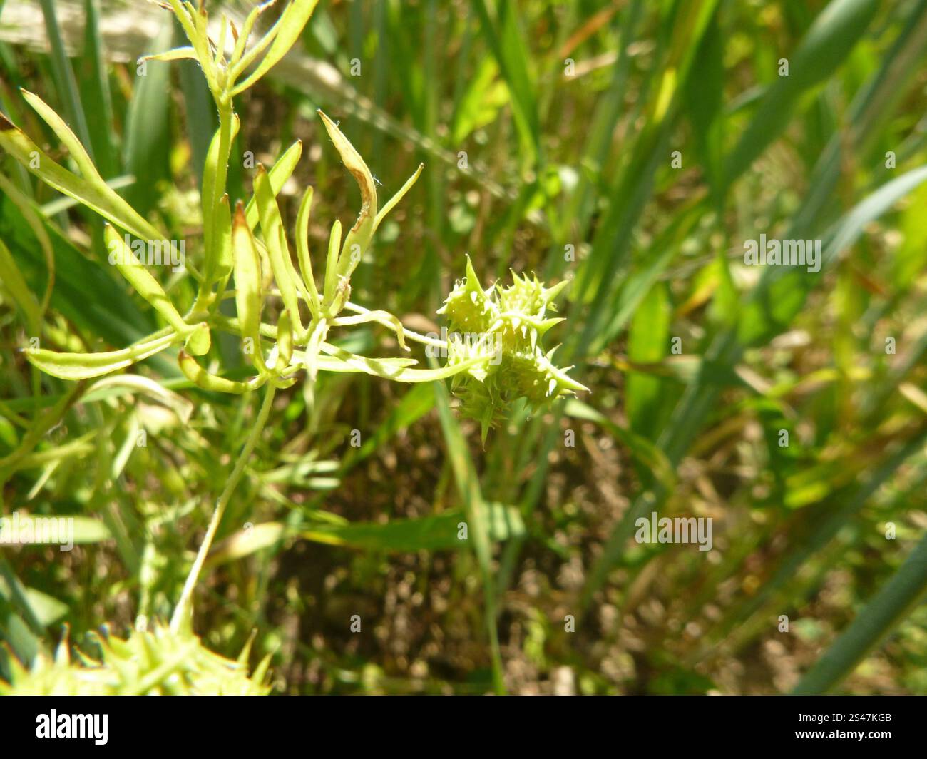 Corn buttercup (Ranunculus arvensis Stock Photo - Alamy