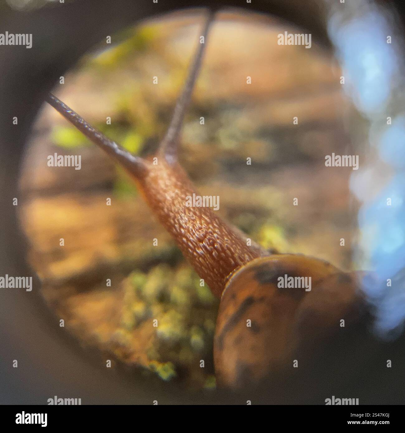 White-lip Globe Snail (Mesodon thyroidus Stock Photo - Alamy