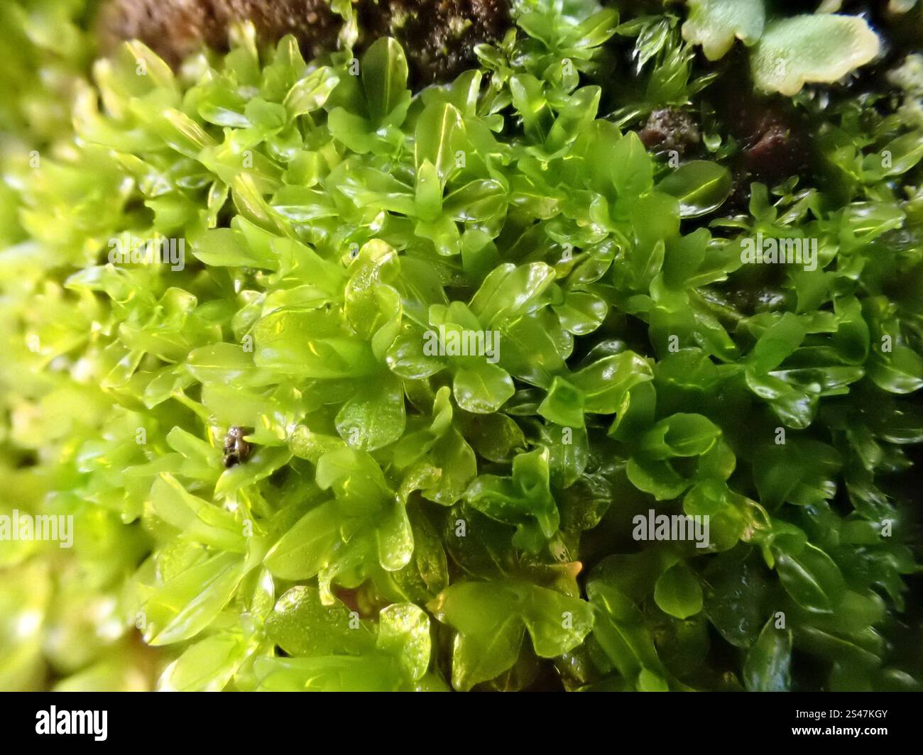 Water Screw-moss (Syntrichia latifolia Stock Photo - Alamy