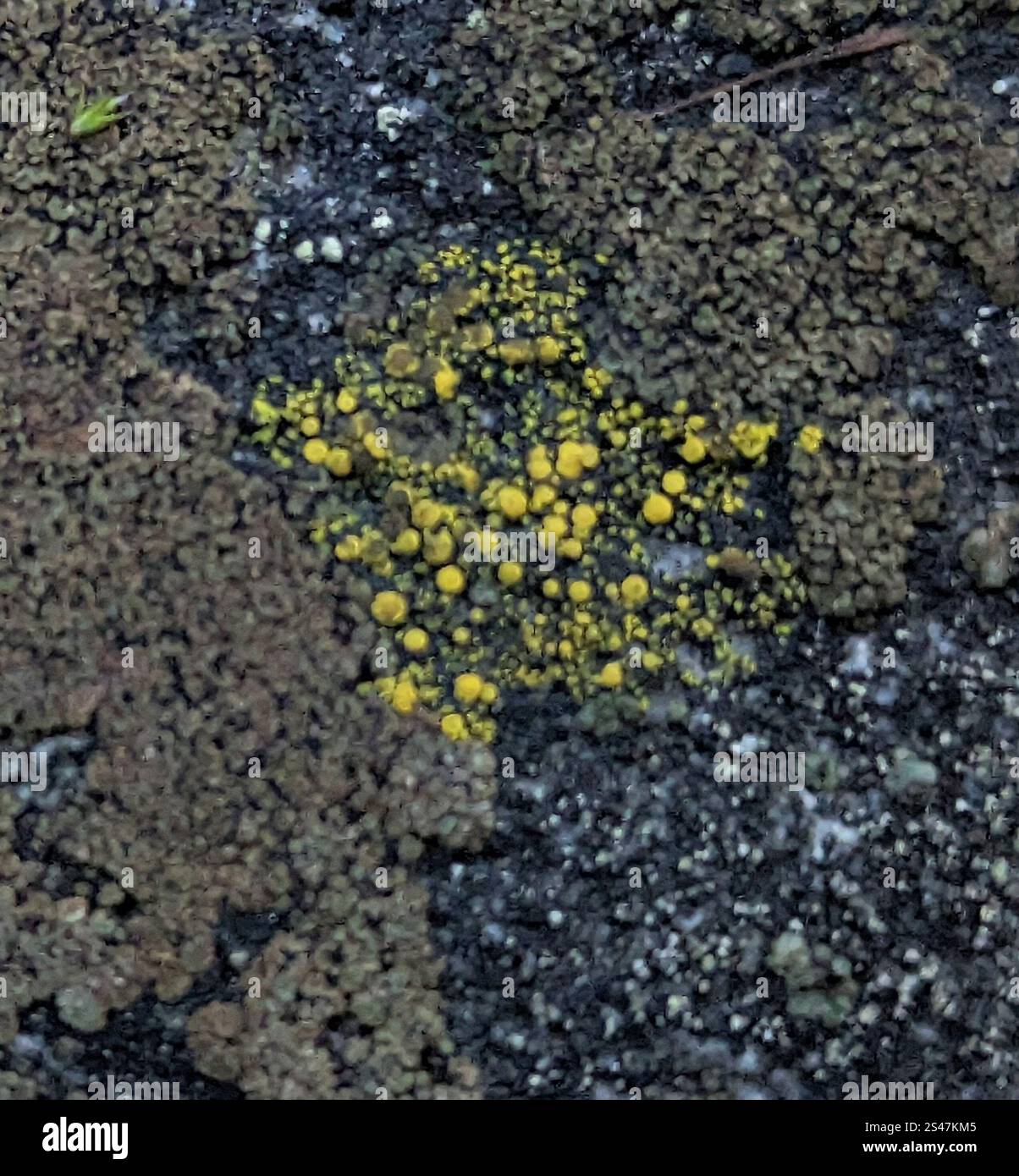 Polycauliona hi-res stock photography and images - Alamy