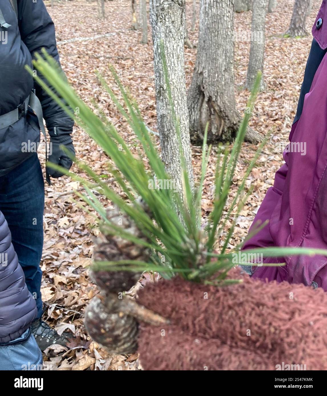 shortleaf pine (Pinus echinata Stock Photo - Alamy