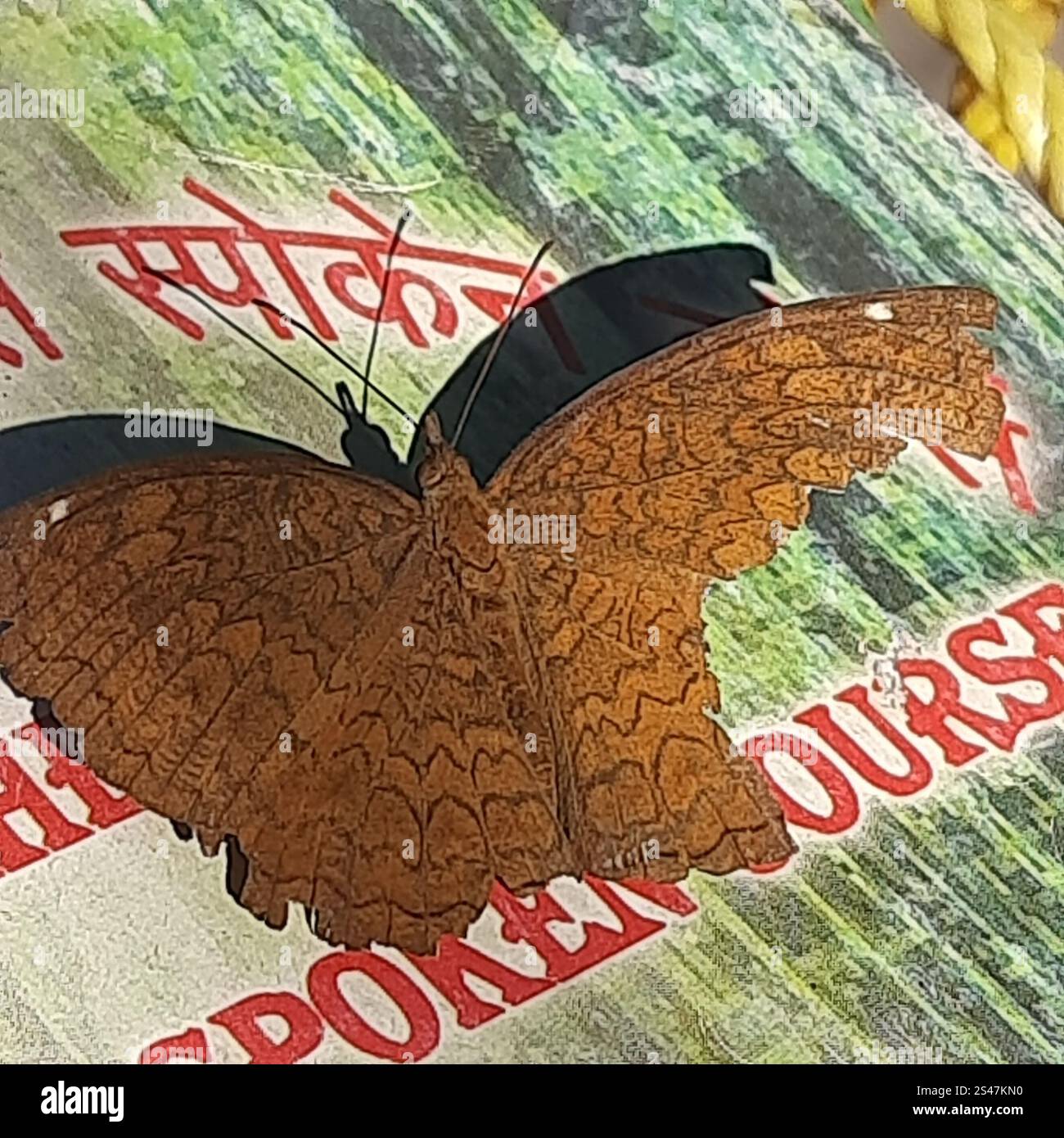 Common Castor Butterfly (Ariadne merione Stock Photo - Alamy