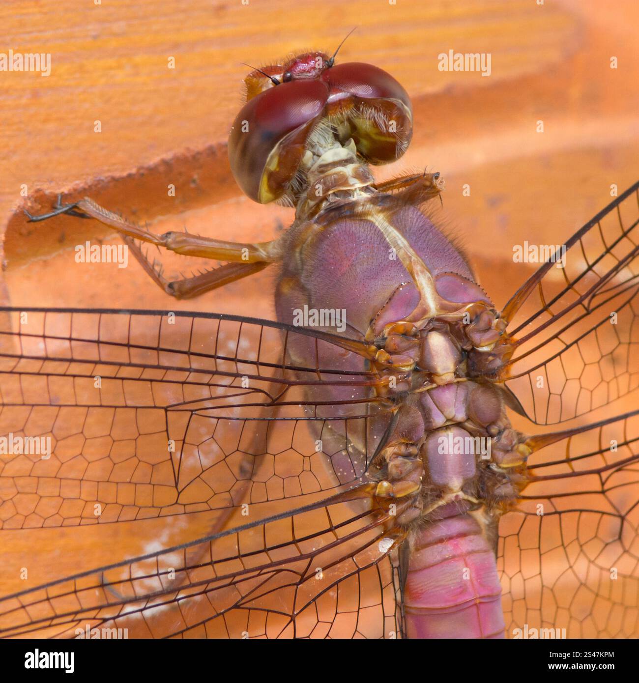 Tropical King Skimmers (Orthemis Stock Photo - Alamy