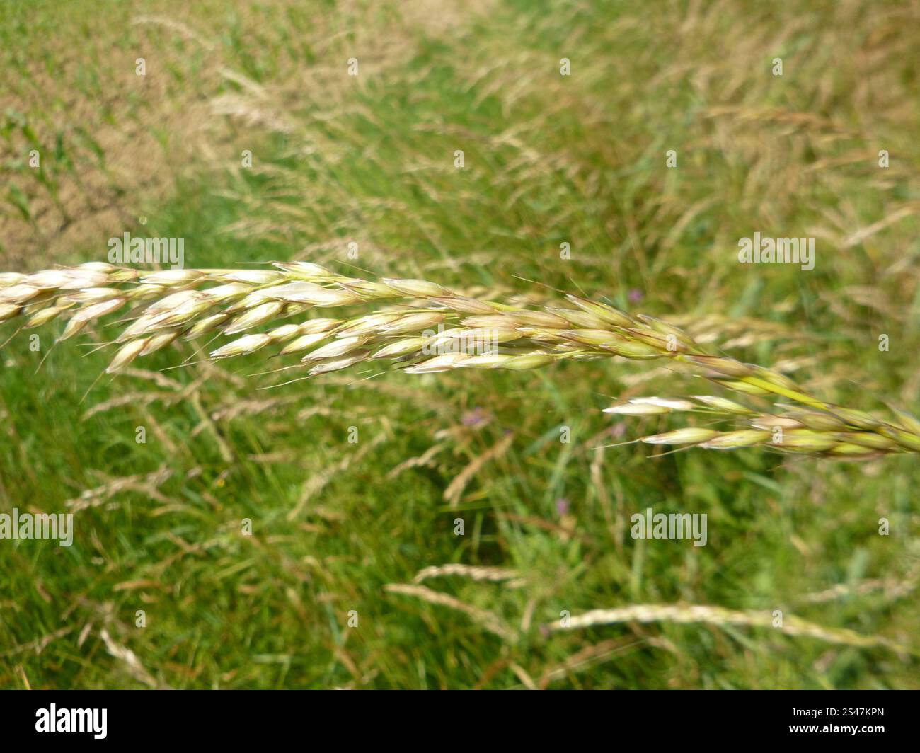 tall oat grass (Arrhenatherum elatius Stock Photo - Alamy