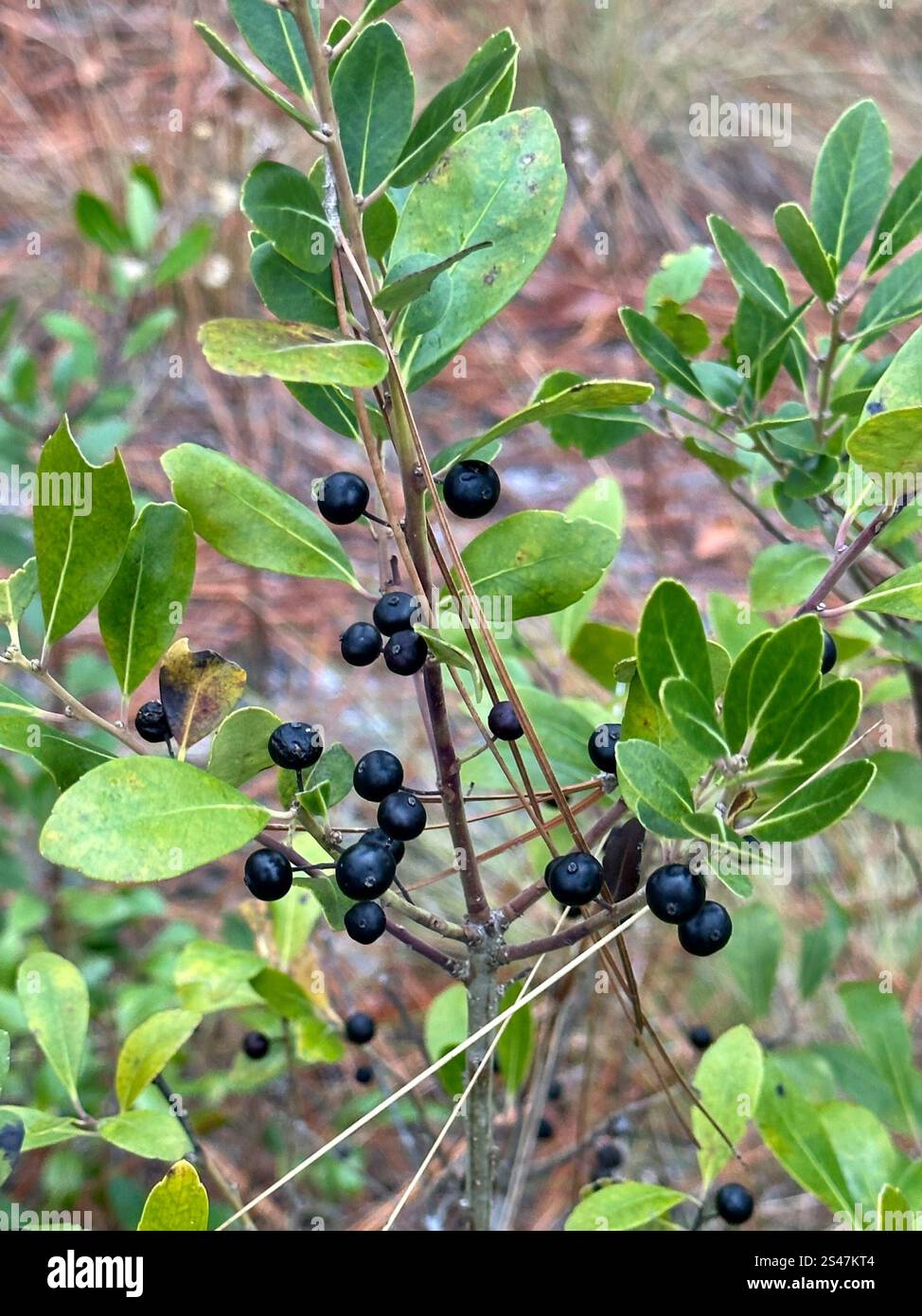 gallberry (Ilex glabra Stock Photo - Alamy