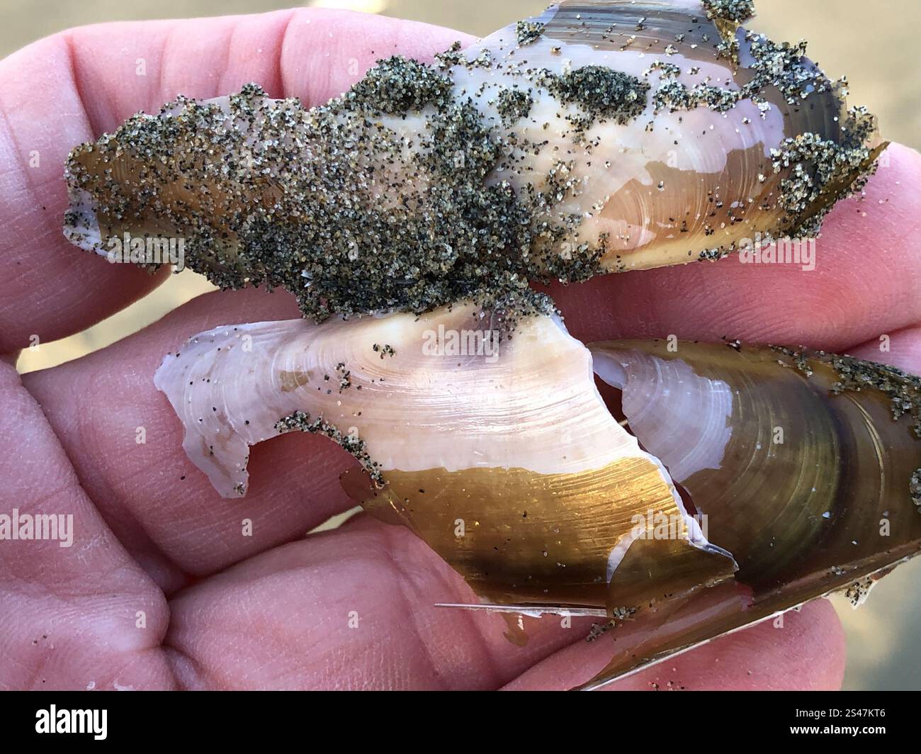 Pacific Razor Clam (Siliqua patula Stock Photo - Alamy