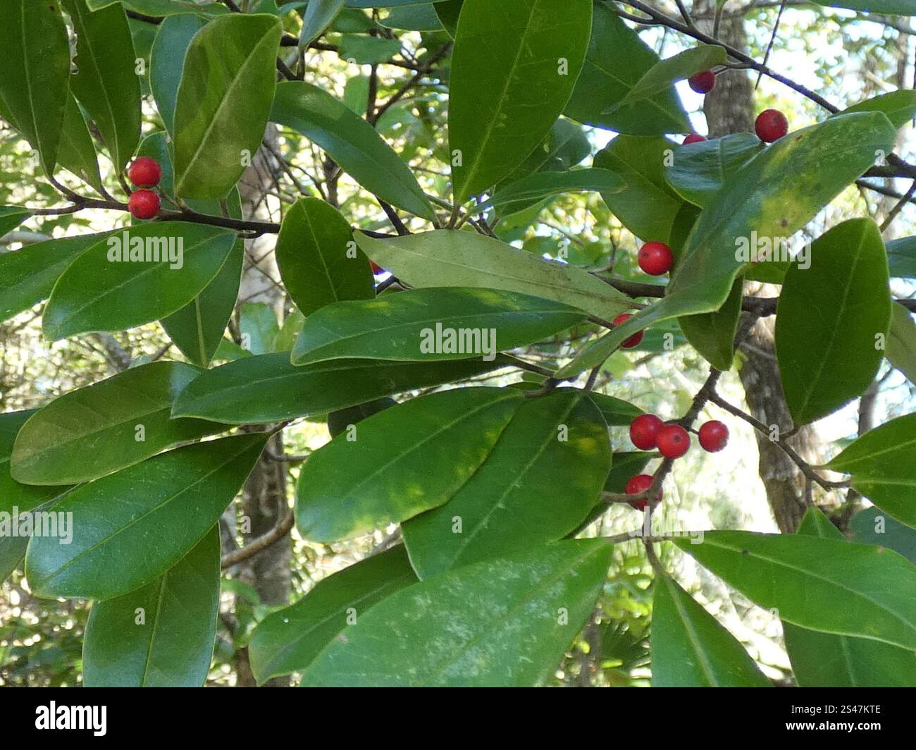 dahoon holly (Ilex cassine Stock Photo - Alamy