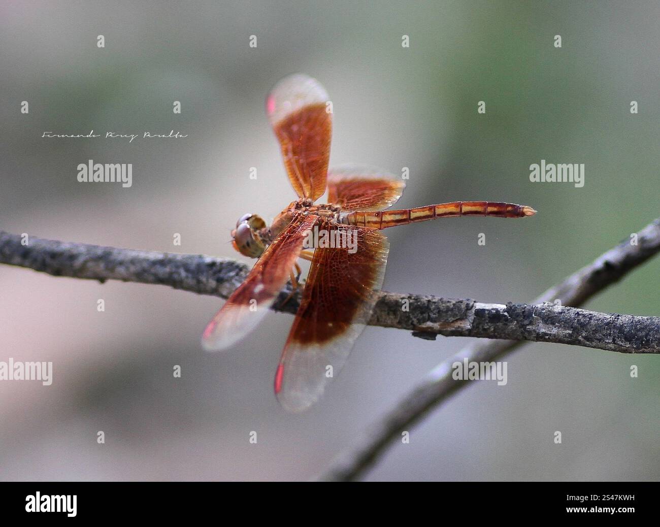 Painted Grasshawk (Neurothemis stigmatizans Stock Photo - Alamy