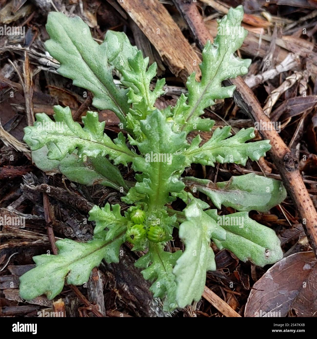 common groundsel (Senecio vulgaris Stock Photo - Alamy