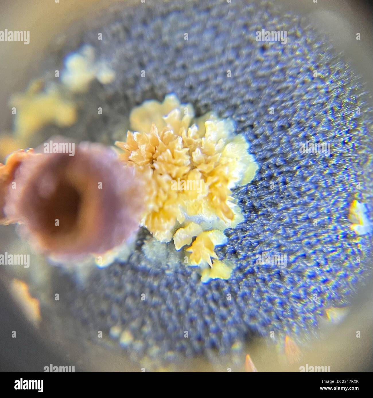 violet-toothed polypore (Trichaptum biforme Stock Photo - Alamy