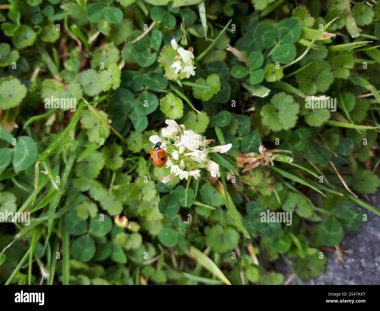 Two-spotted Lady Beetle (Adalia bipunctata Stock Photo - Alamy