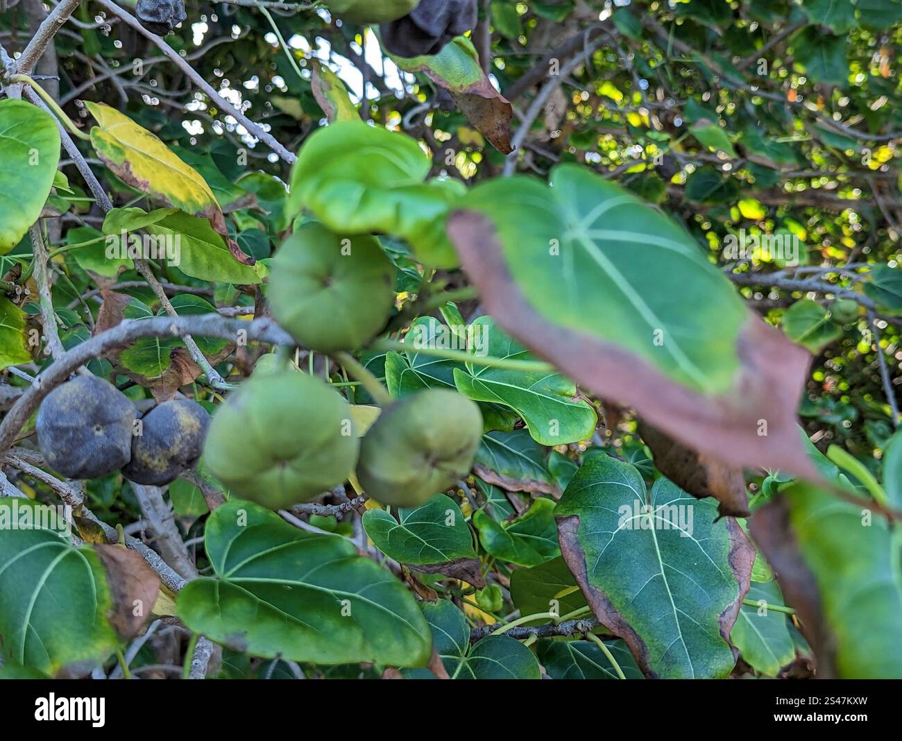 Portia tree (Thespesia populnea Stock Photo - Alamy