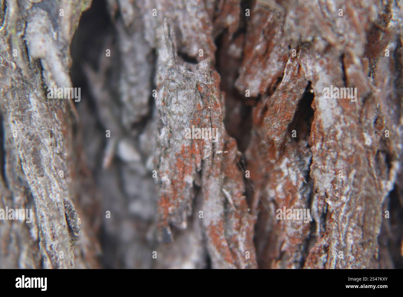 Orange Terrestrial Algae (Trentepohliales Stock Photo - Alamy