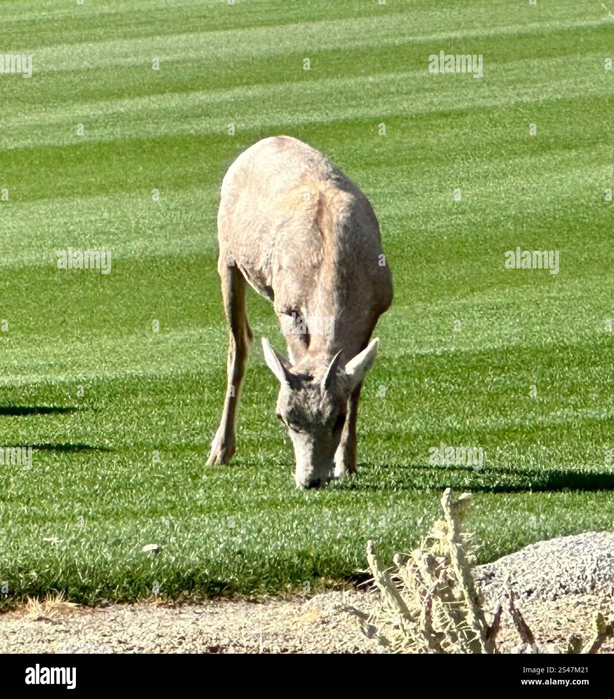 Desert Bighorn Sheep (Ovis canadensis nelsoni Stock Photo - Alamy