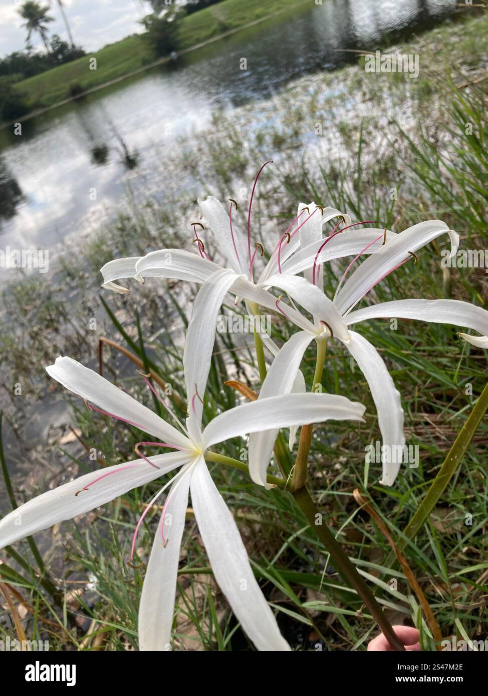 Southern Swamp Crinum (Crinum americanum Stock Photo - Alamy