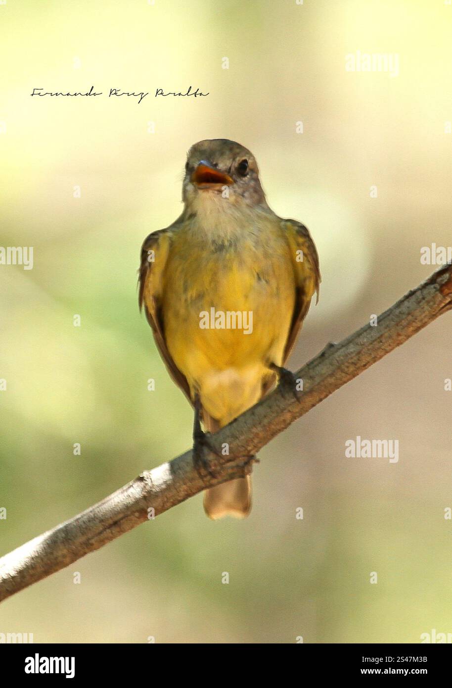 Lemon-bellied Flyrobin (Microeca flavigaster Stock Photo - Alamy