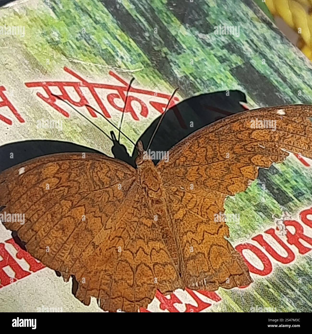 Common Castor Butterfly (Ariadne merione Stock Photo - Alamy