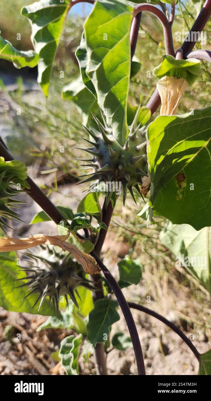 desert thorn-apple (Datura discolor Stock Photo - Alamy