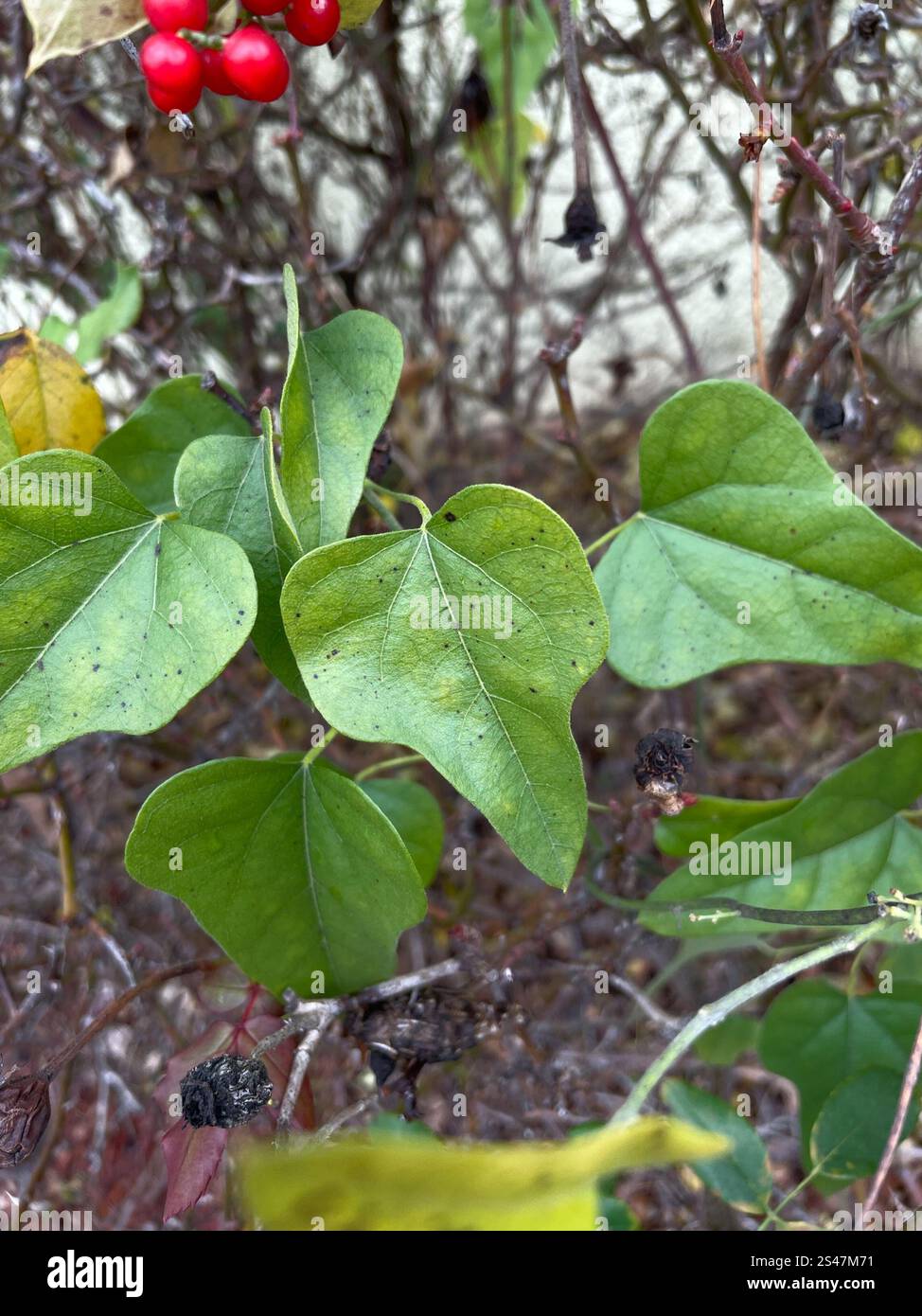 Carolina snailseed (Nephroia carolina Stock Photo - Alamy