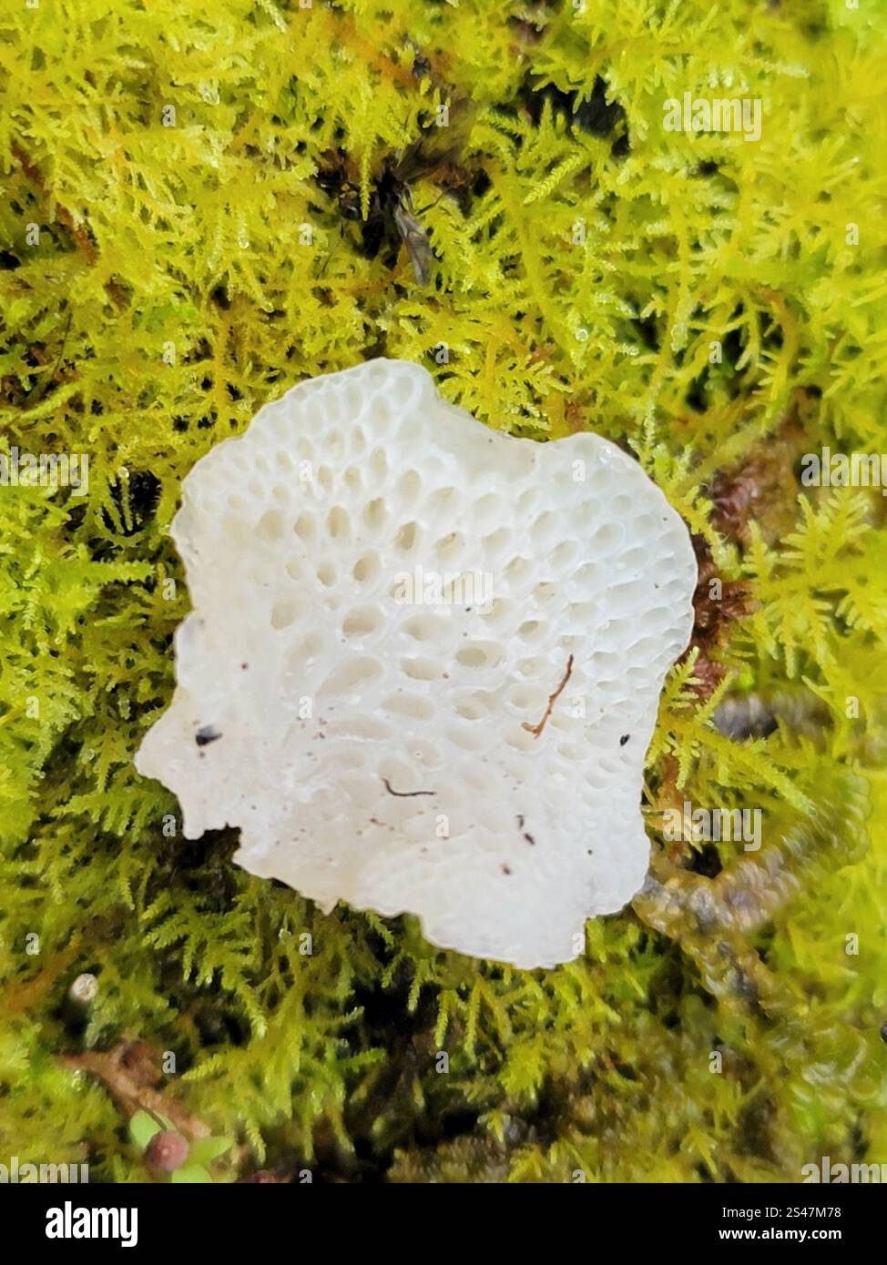 white porecap (Favolaschia pustulosa Stock Photo - Alamy