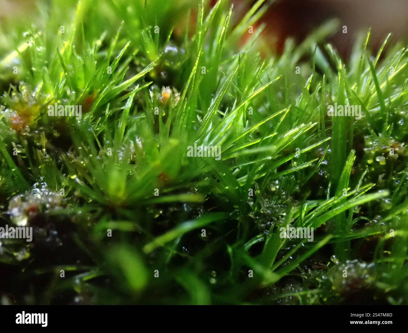 Rusty Swan-neck Moss (Campylopus flexuosus Stock Photo - Alamy