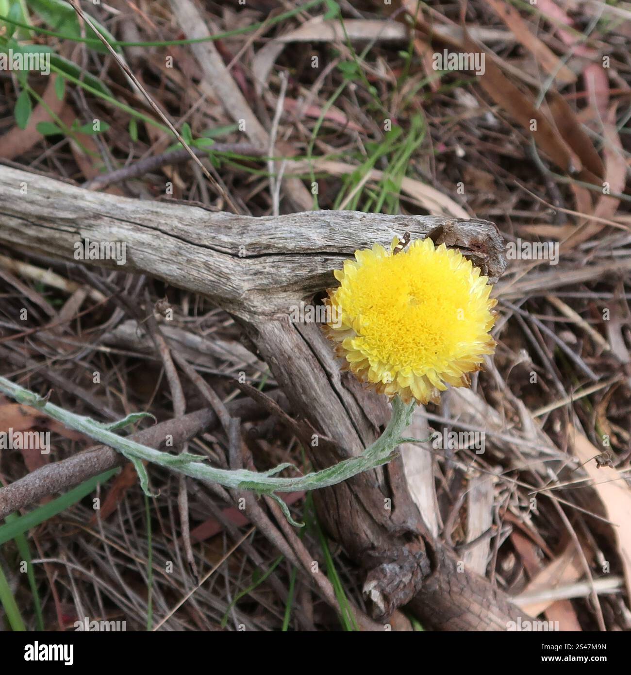button everlasting (Coronidium scorpioides Stock Photo - Alamy