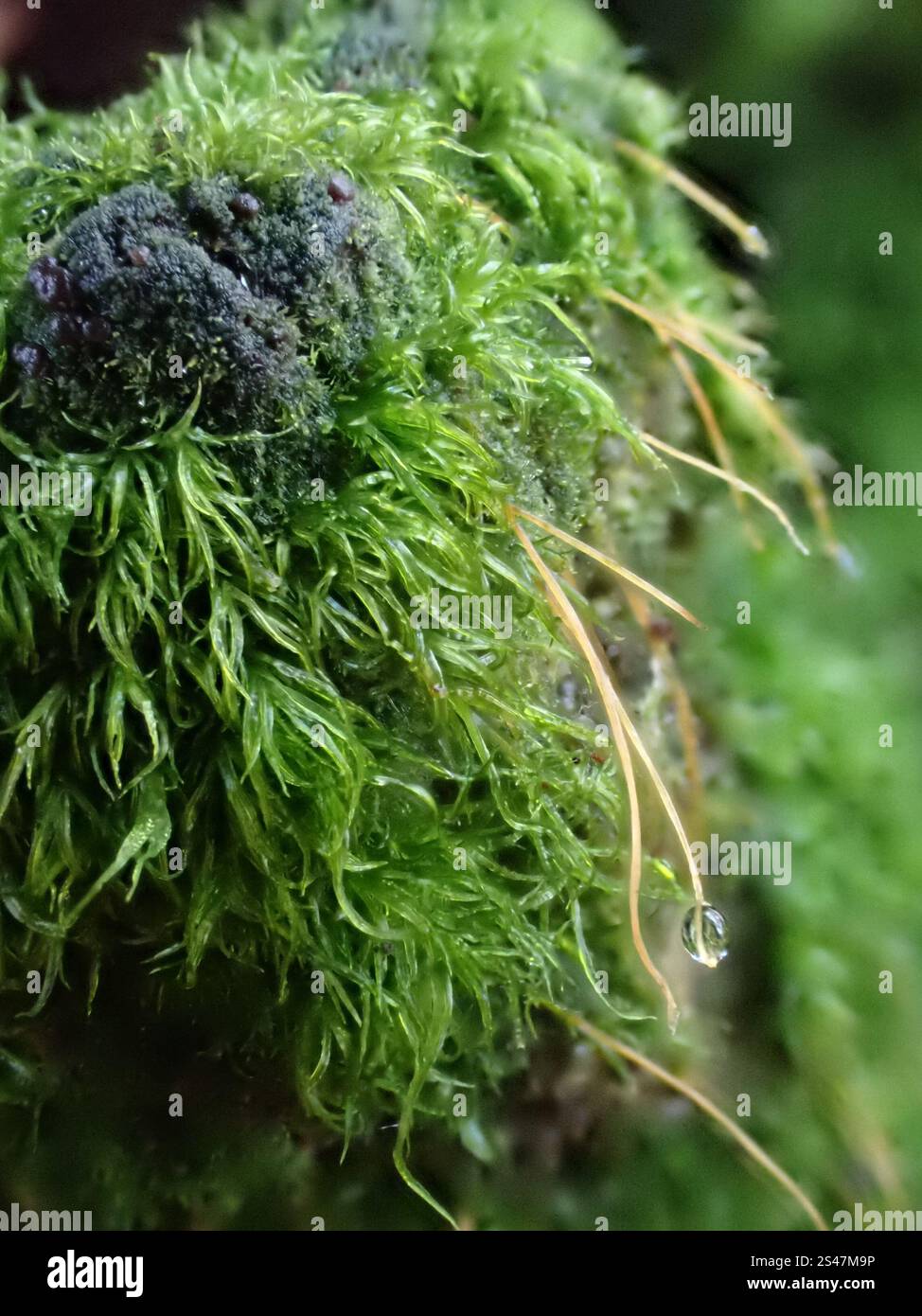 Cape Thread-moss (Orthodontium lineare Stock Photo - Alamy