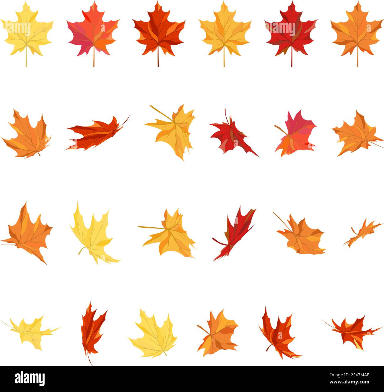 Set of autumn maple leaves in different shapes over white background ...